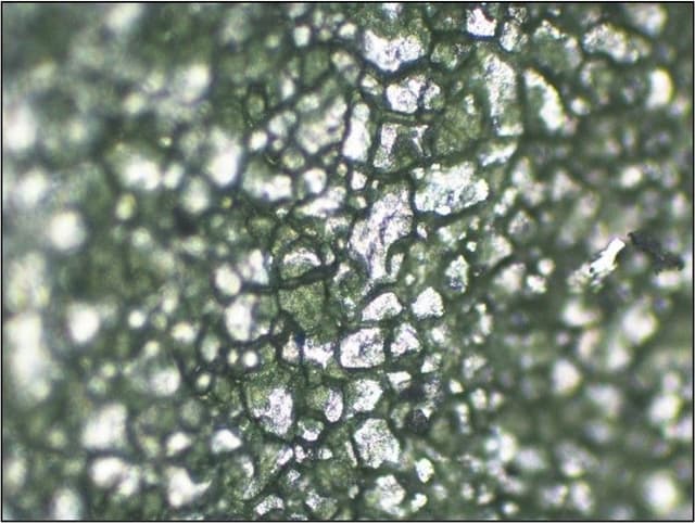 Intergranular Corrosion | Failure Mechanism | SureScree Materials